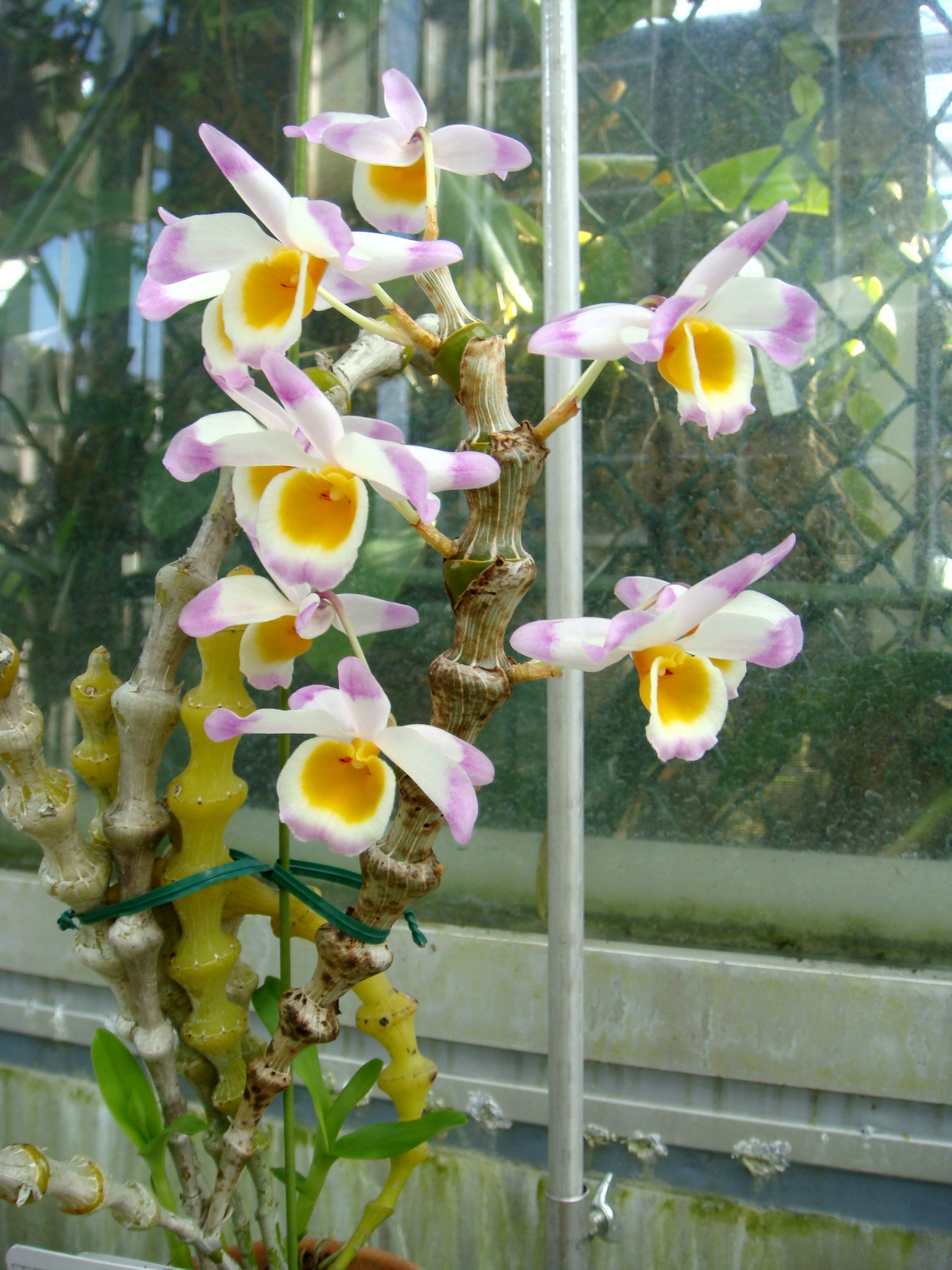 Dendrobium pendulum Roxburgh
